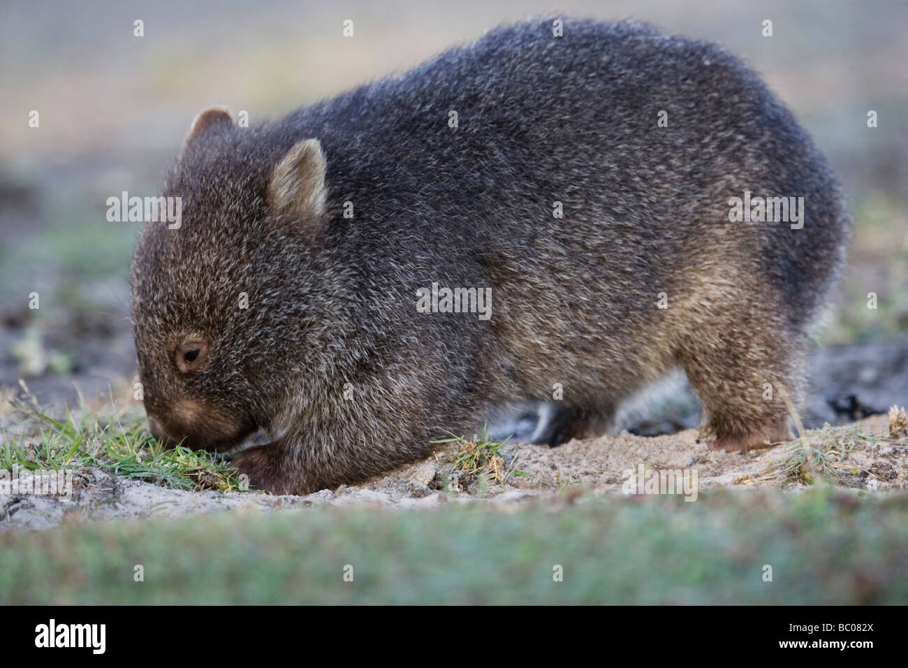 Vombatus wombat hi-res stock photography and images - Alamy