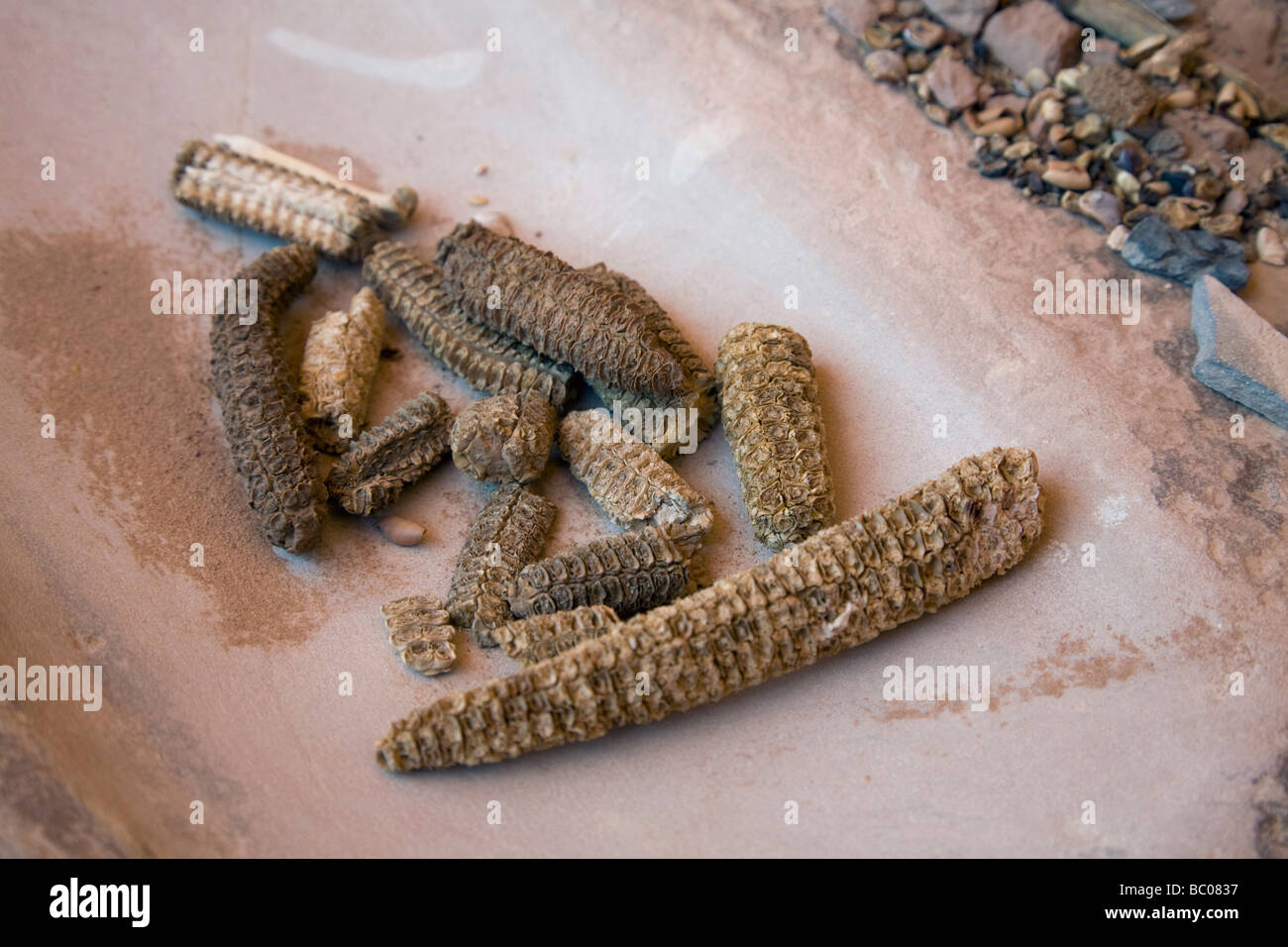 Prehistoric Anasazi corn cobs in Grand Gulch Primitive Area in ...