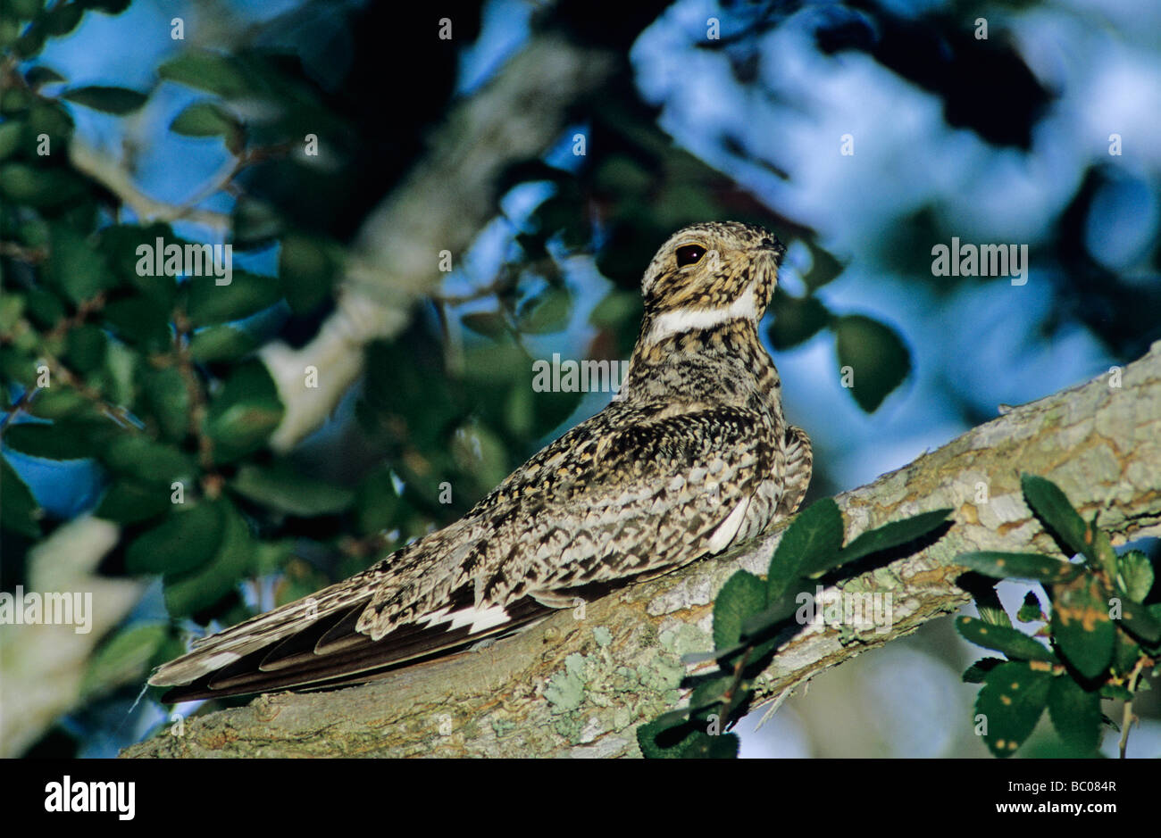 Nighthawks Usa Stock Photos & Nighthawks Usa Stock Images - Alamy