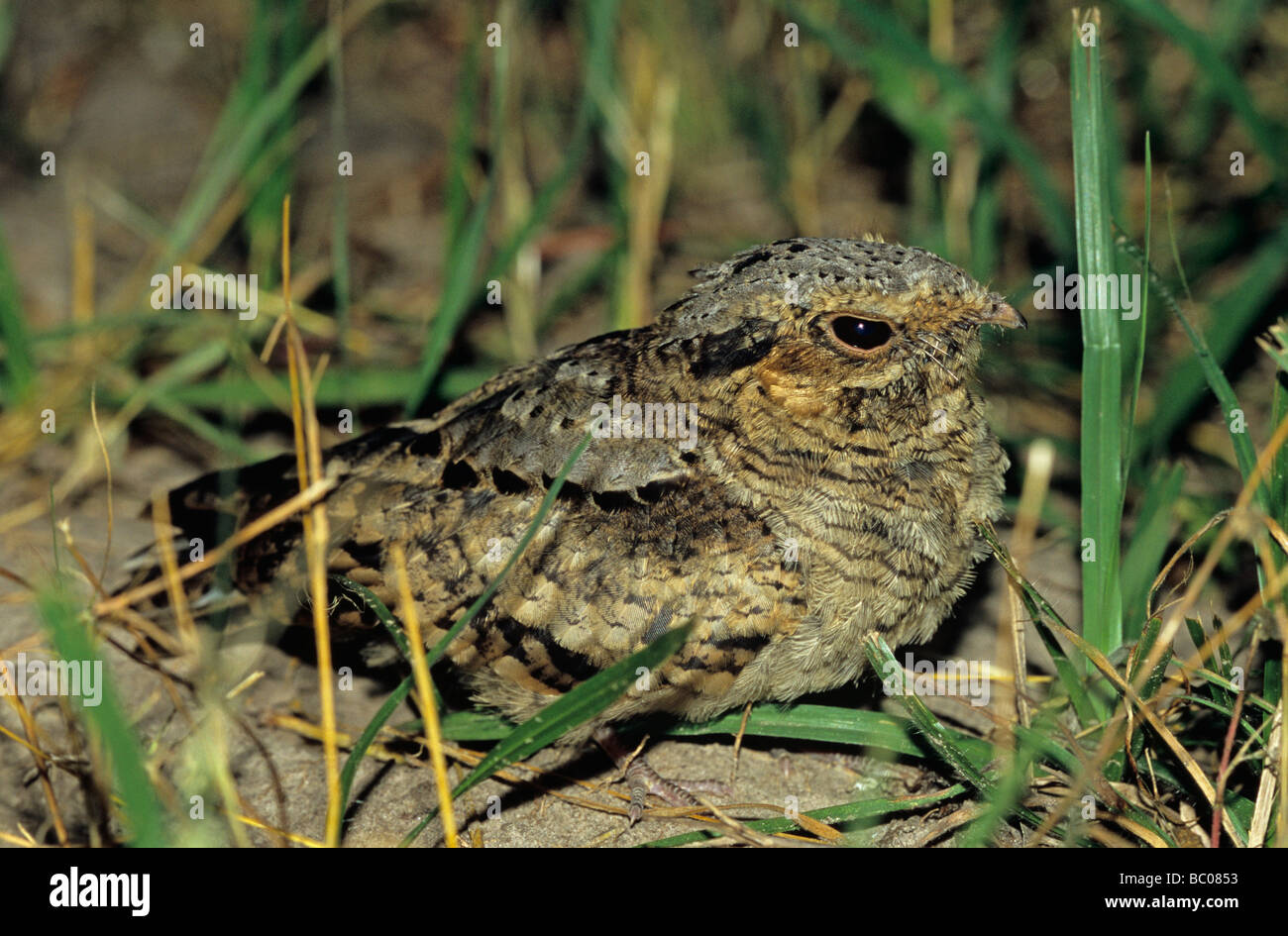 Common Pauraque Nyctidromus albicollis young at night on nest Cameron ...