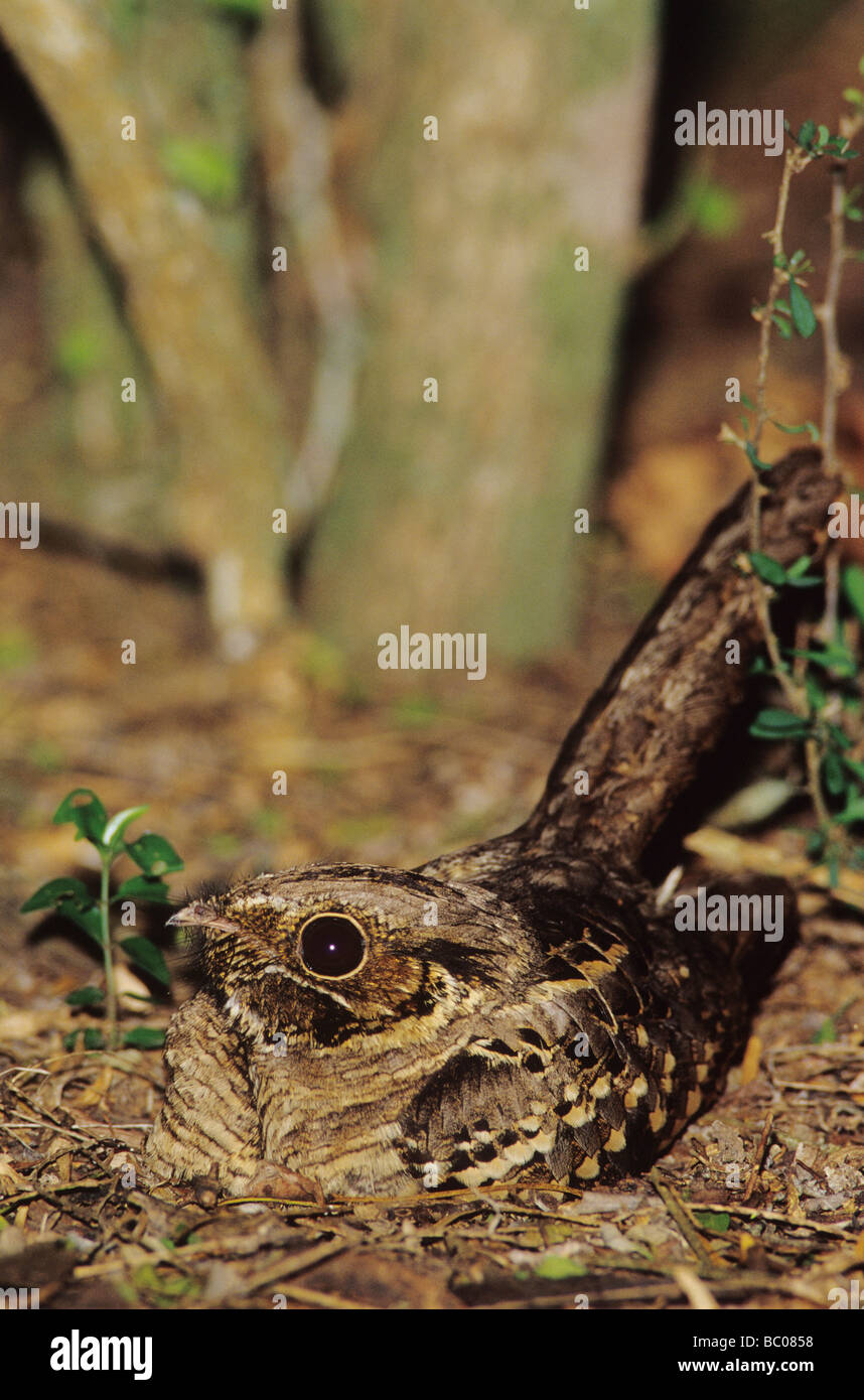 Common nighthawk usa hi-res stock photography and images - Alamy