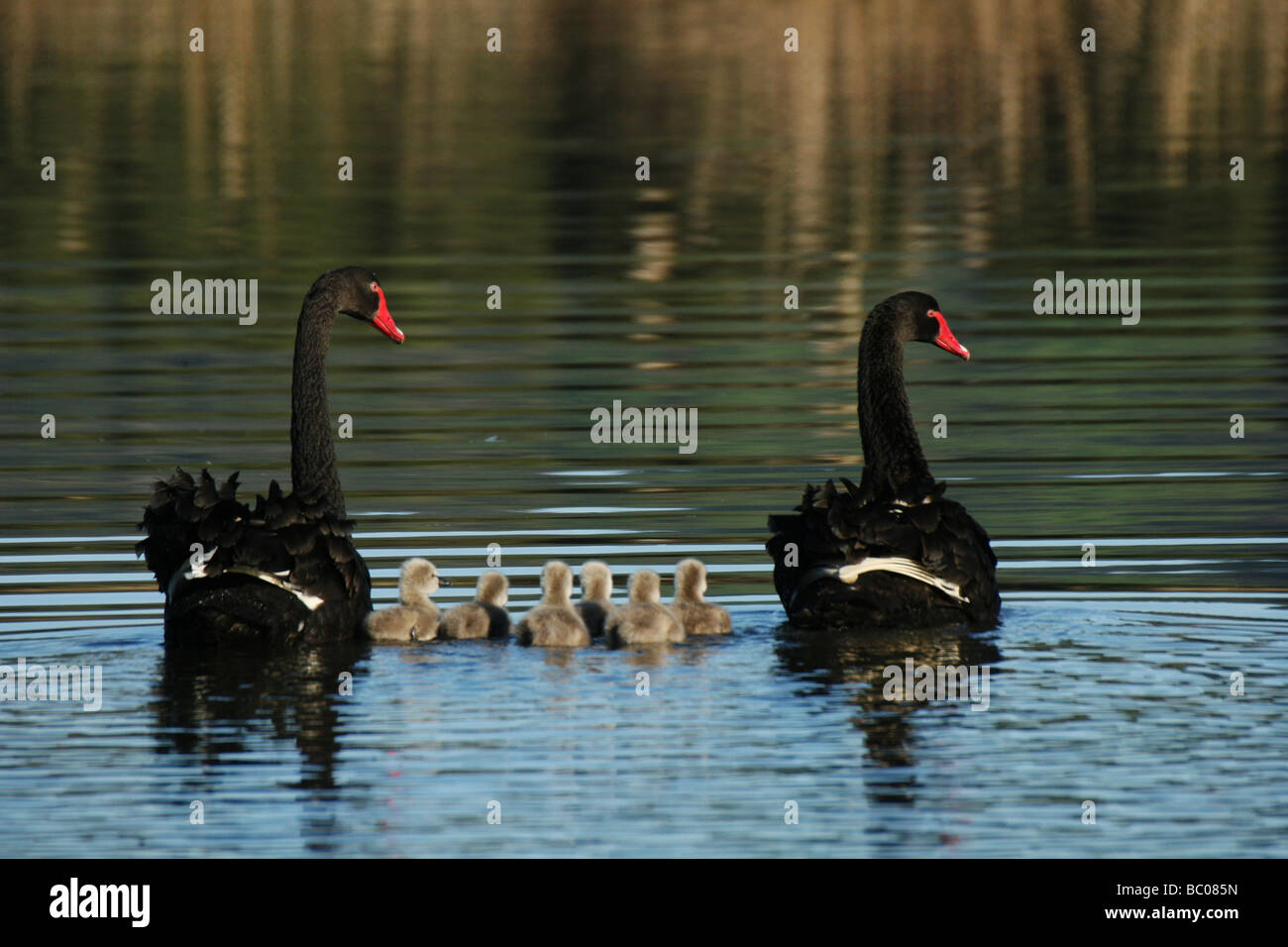 Cygnets following parents hi-res stock photography and images - Alamy