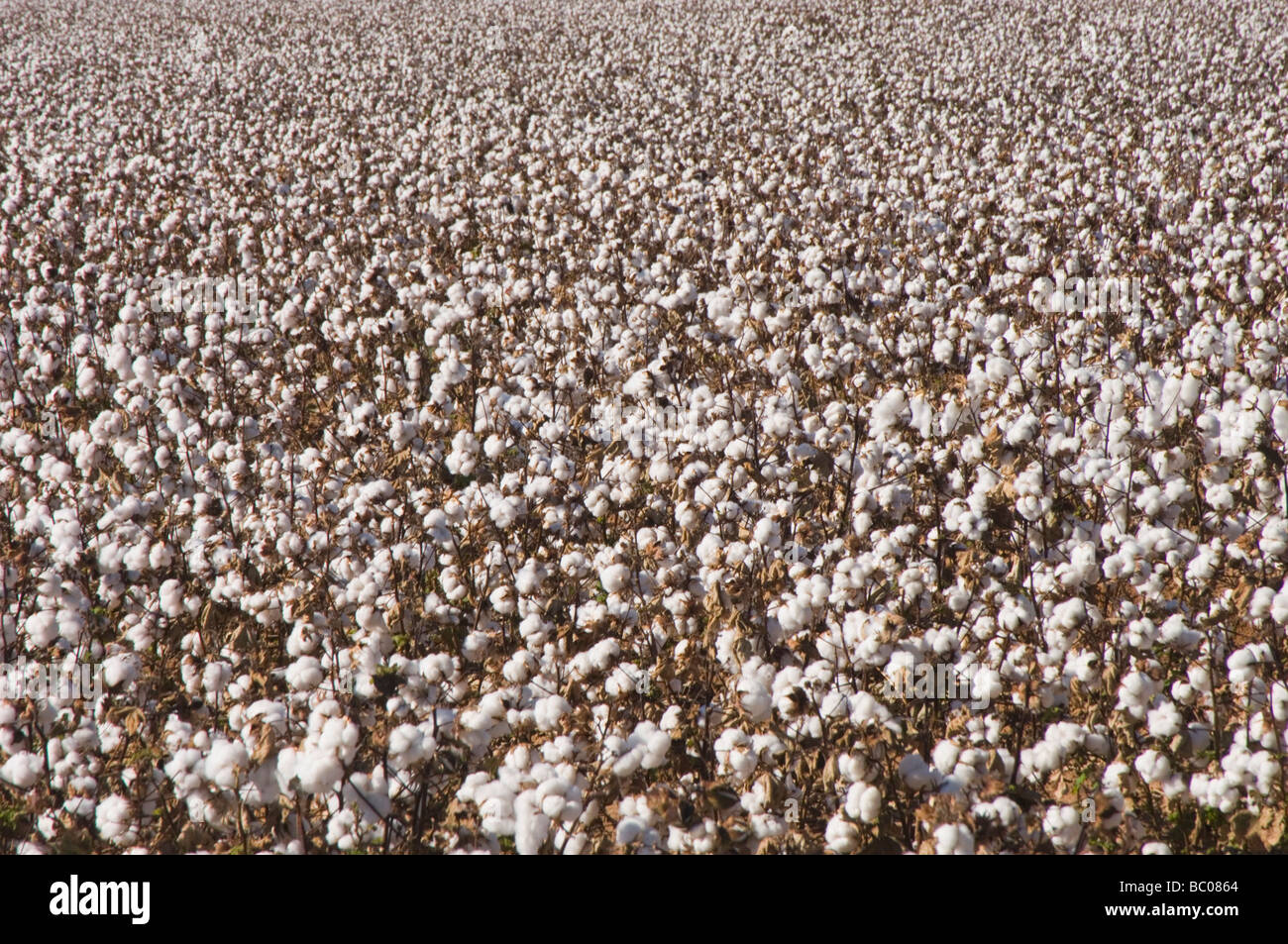 Cotton Plant Gossypium hirsutum cotton field Lubbock Panhandle Texas ...