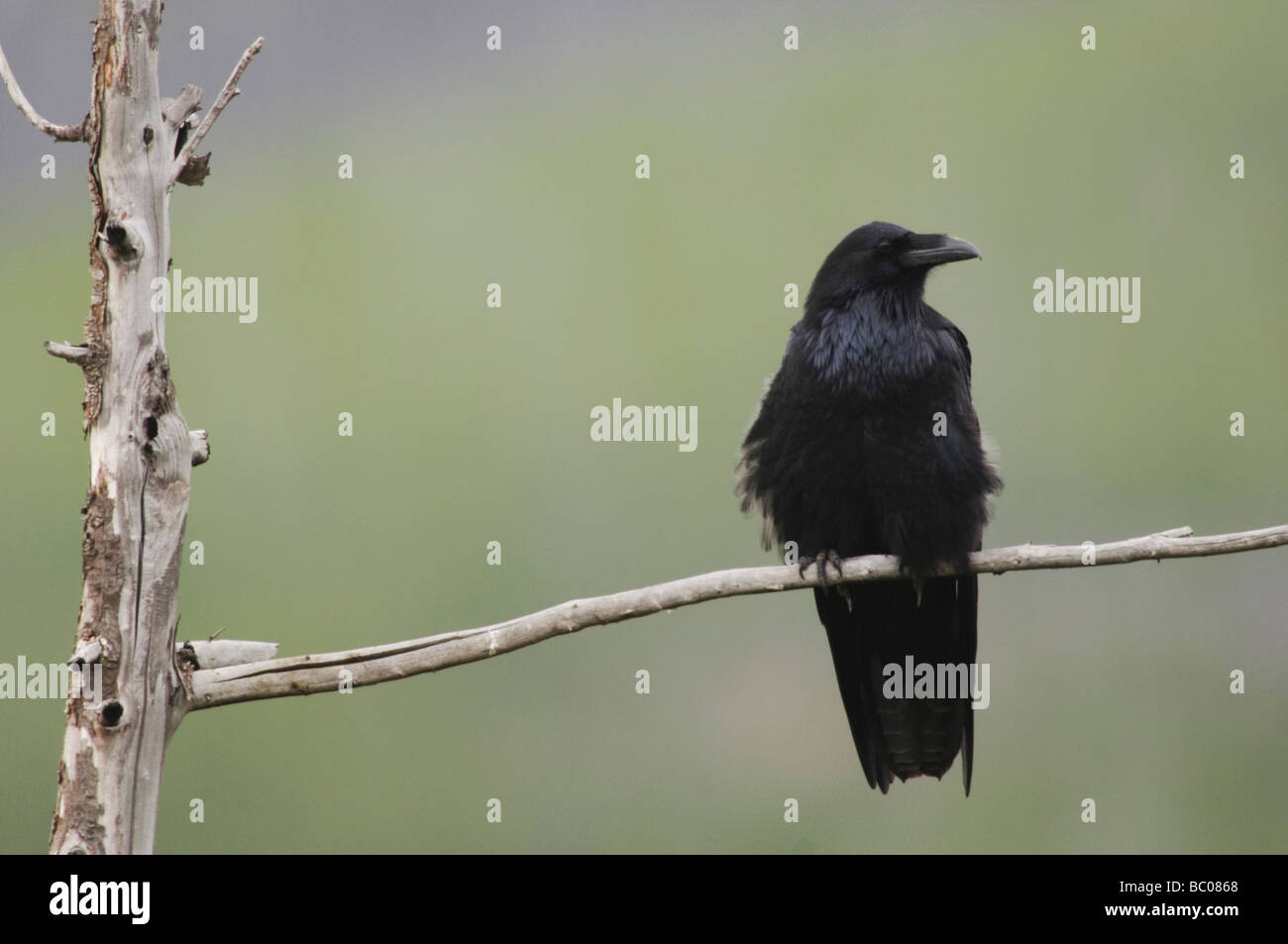 Raven portraits hi-res stock photography and images - Alamy