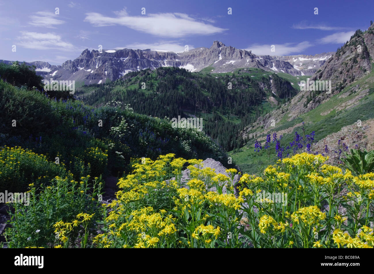 Mountains and wildflowers in Yankee Boy Basin Tall Larkspur Arrowleaf ...
