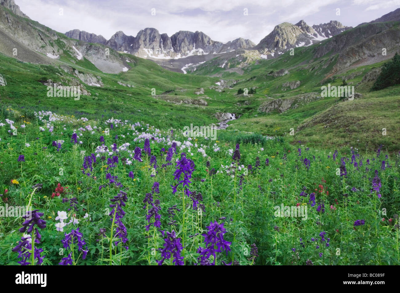 Mountains and wildflowers in alpine meadow Tall Larkspur Blue Columbine ...