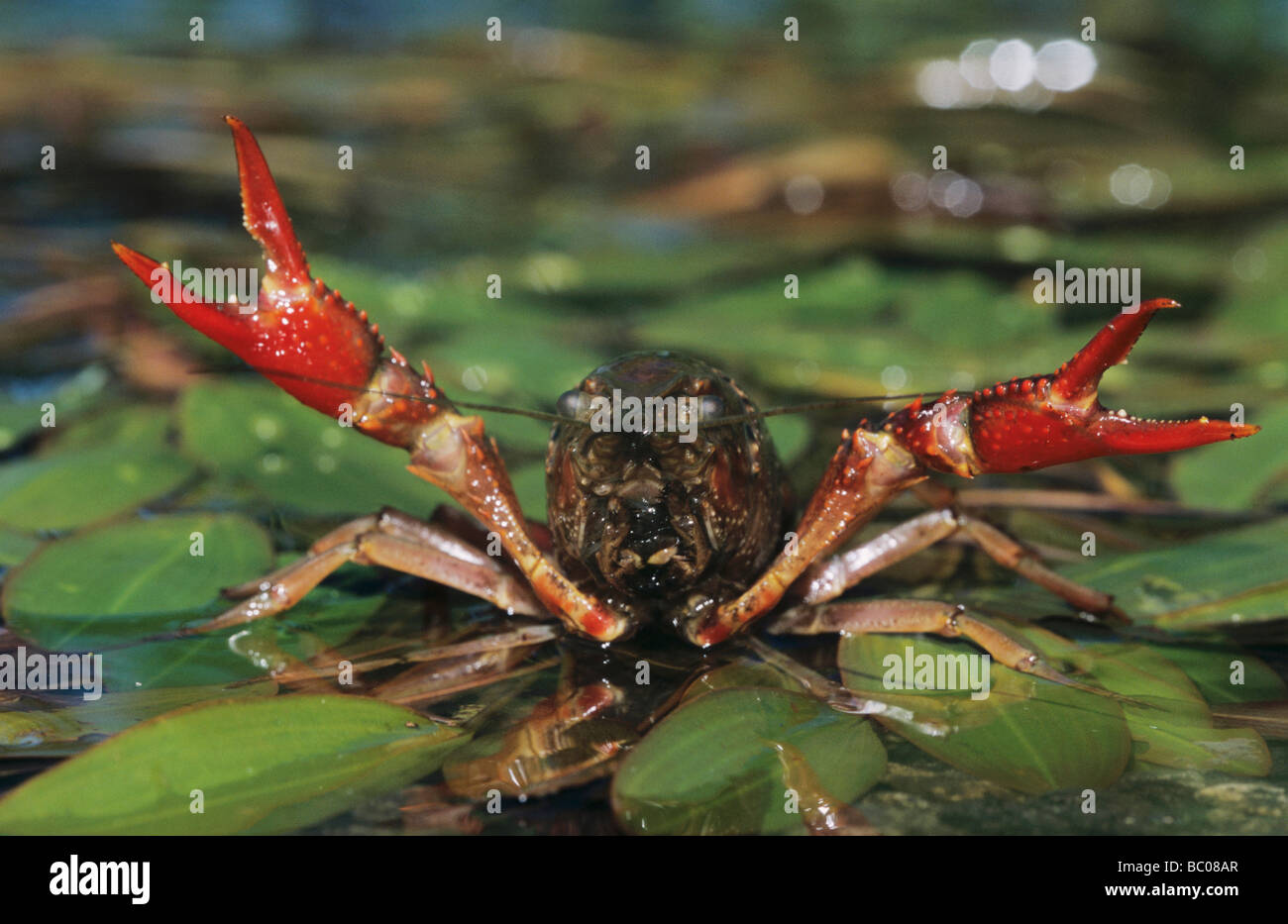 Crayfish Crawfish Astacidae adult in defensive pose Sinton Coastel Bend ...