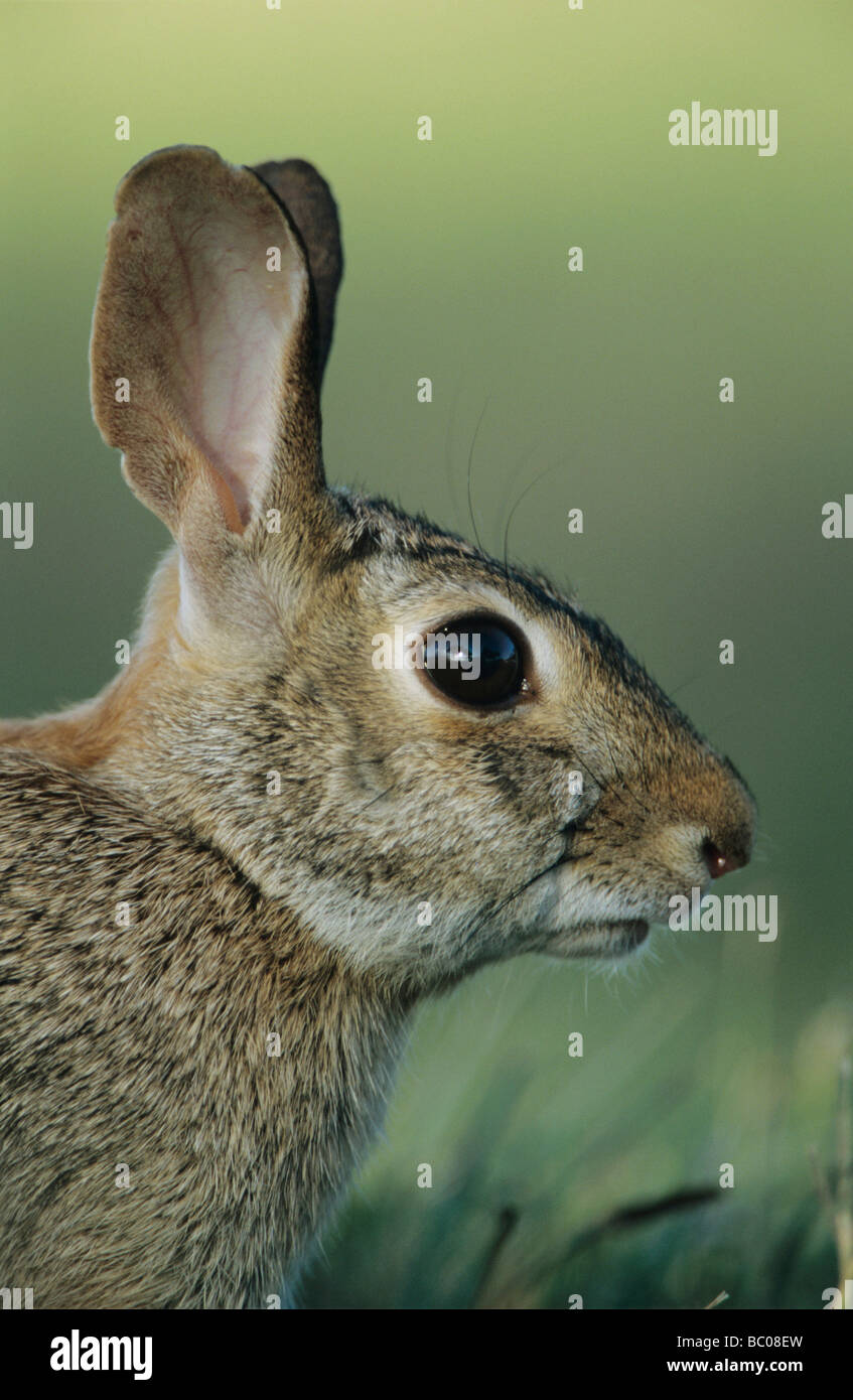 Cottontail rabbit rabbits usa animals animal wild american portrait ...