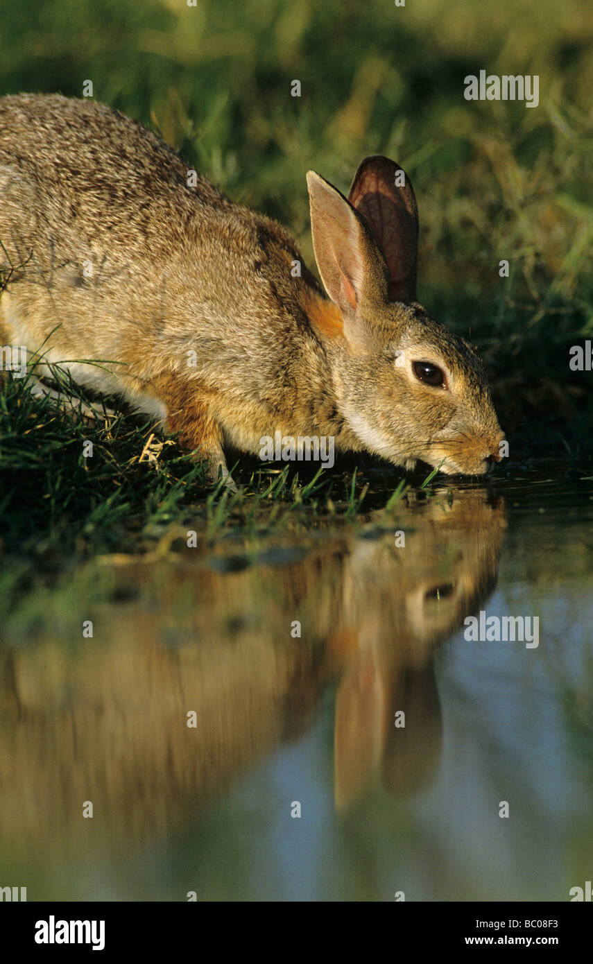 Cottontail rabbit rabbits usa animals animal wild american portrait ...
