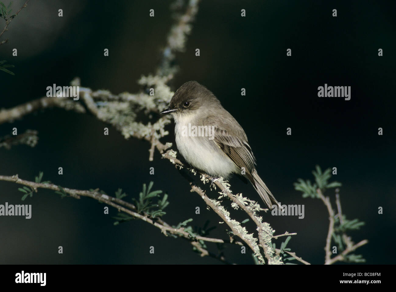 Eastern Phoebe Sayornis phoebe adult Lake Corpus Christi Texas USA ...