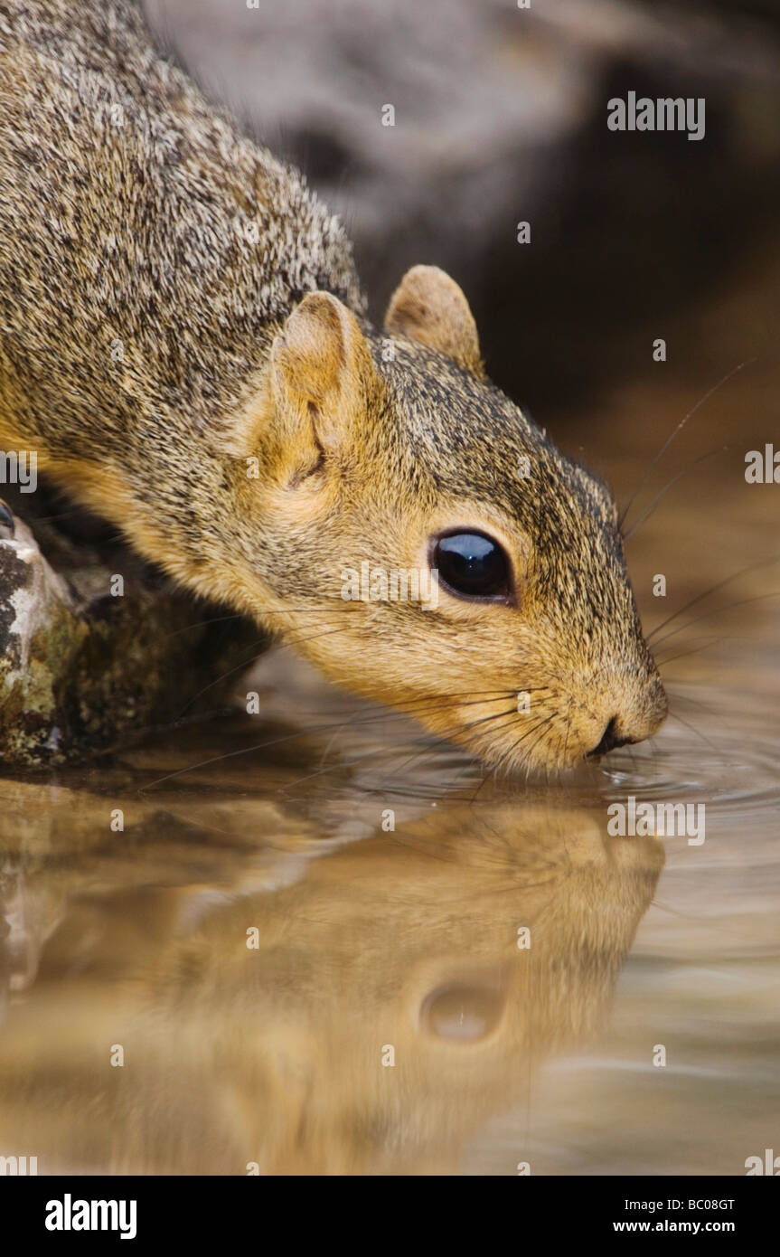 Texas rock squirrel hi-res stock photography and images - Alamy