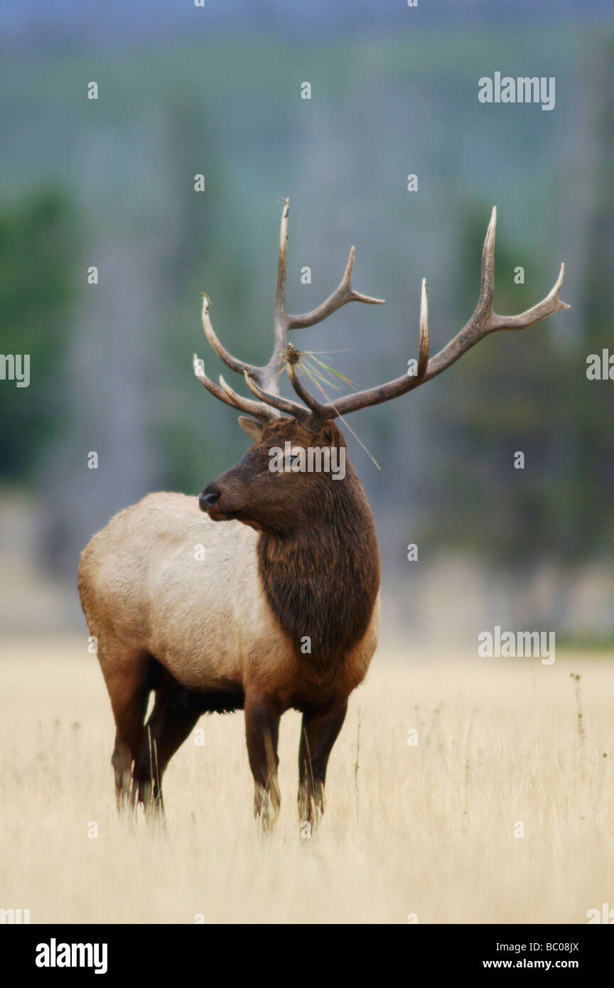 Elk side view animal photo and image hi-res stock photography and ...