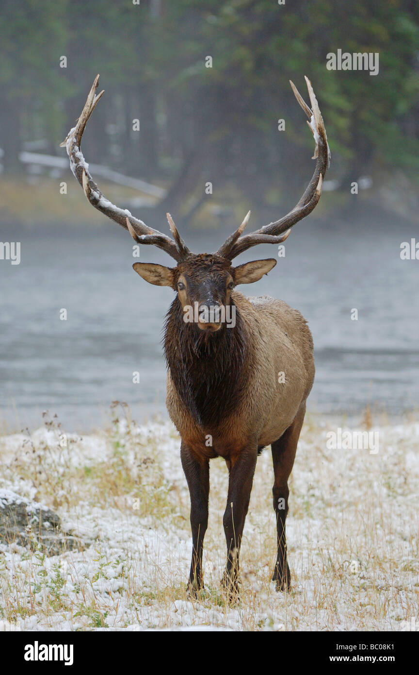 Elk side view animal photo and image hi-res stock photography and ...