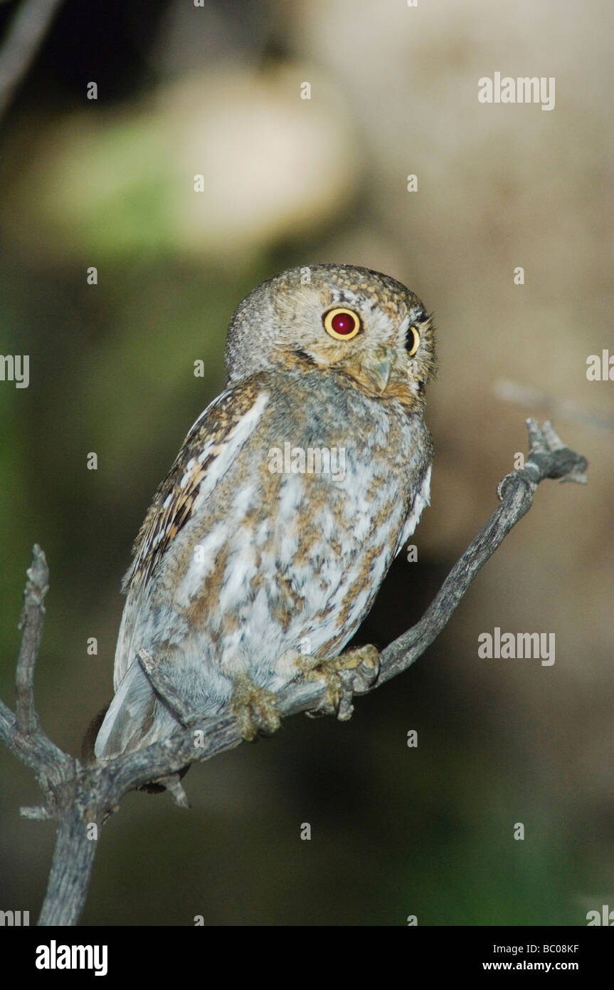 Elf owl hi-res stock photography and images - Alamy