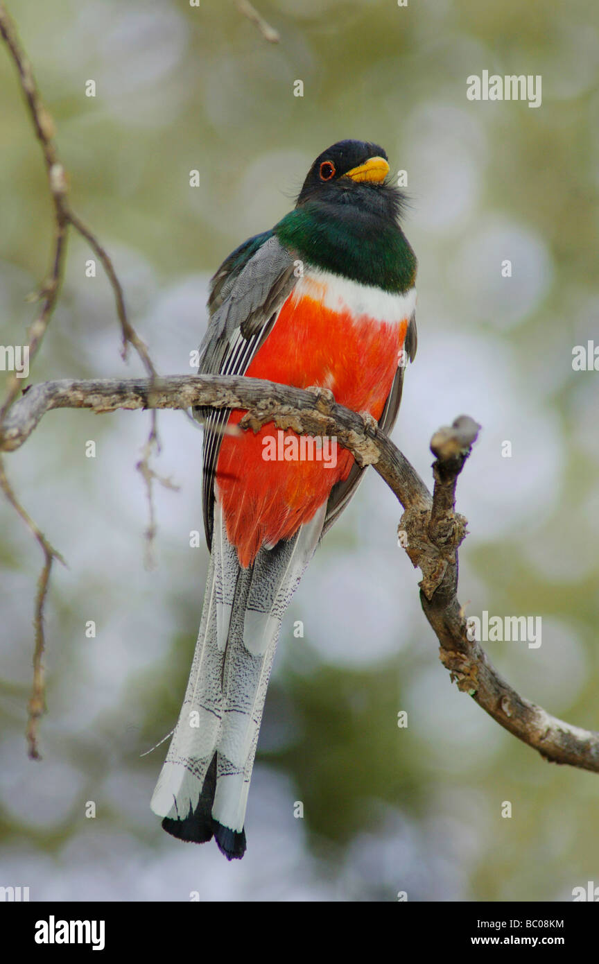 Elegant Trogon Trogon elegans male Madera Canyon Arizona USA May 2005 ...