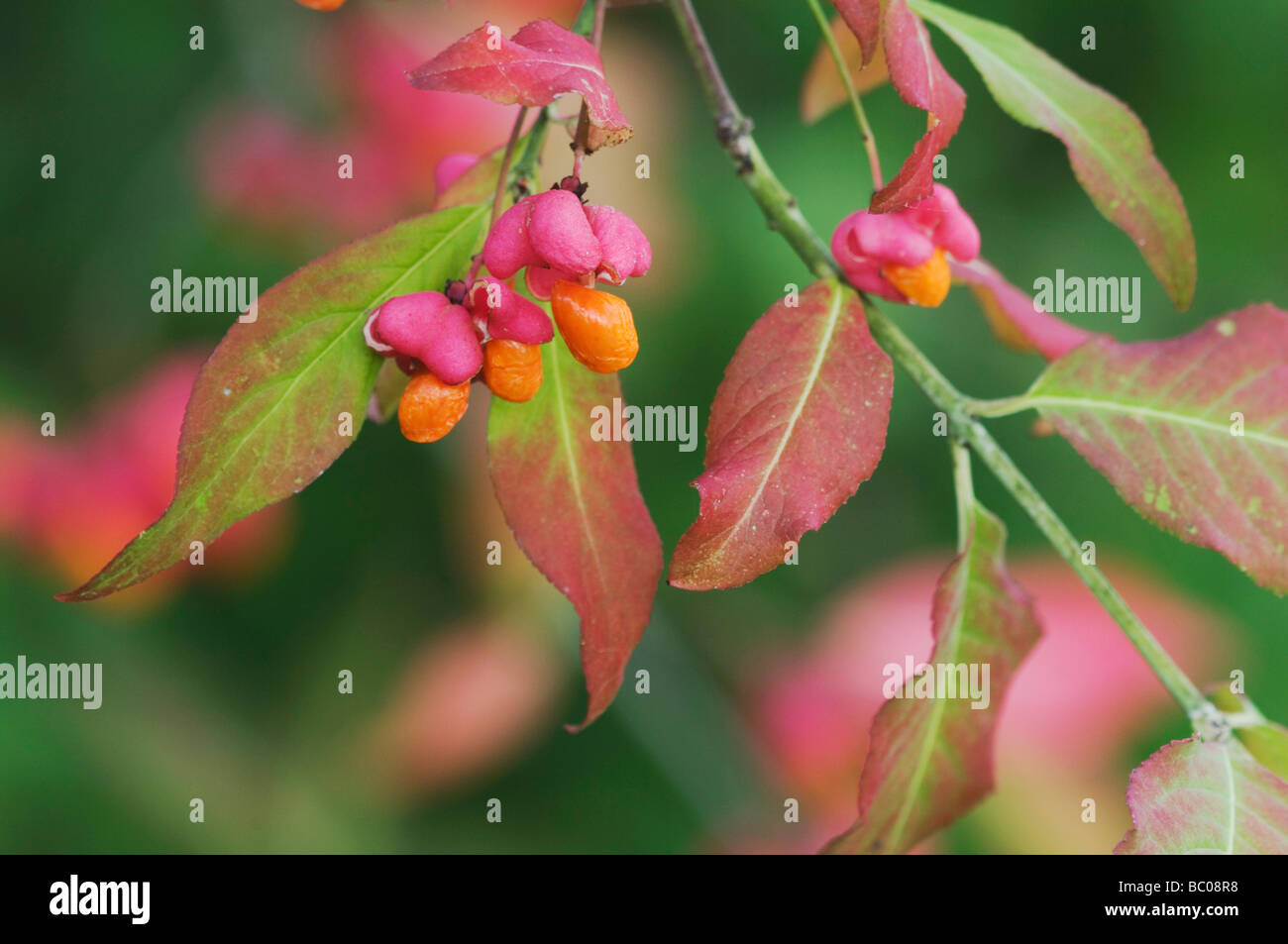 European Spindle Tree Euonymus europaea fruit fallcolors Unterlunkhofen ...