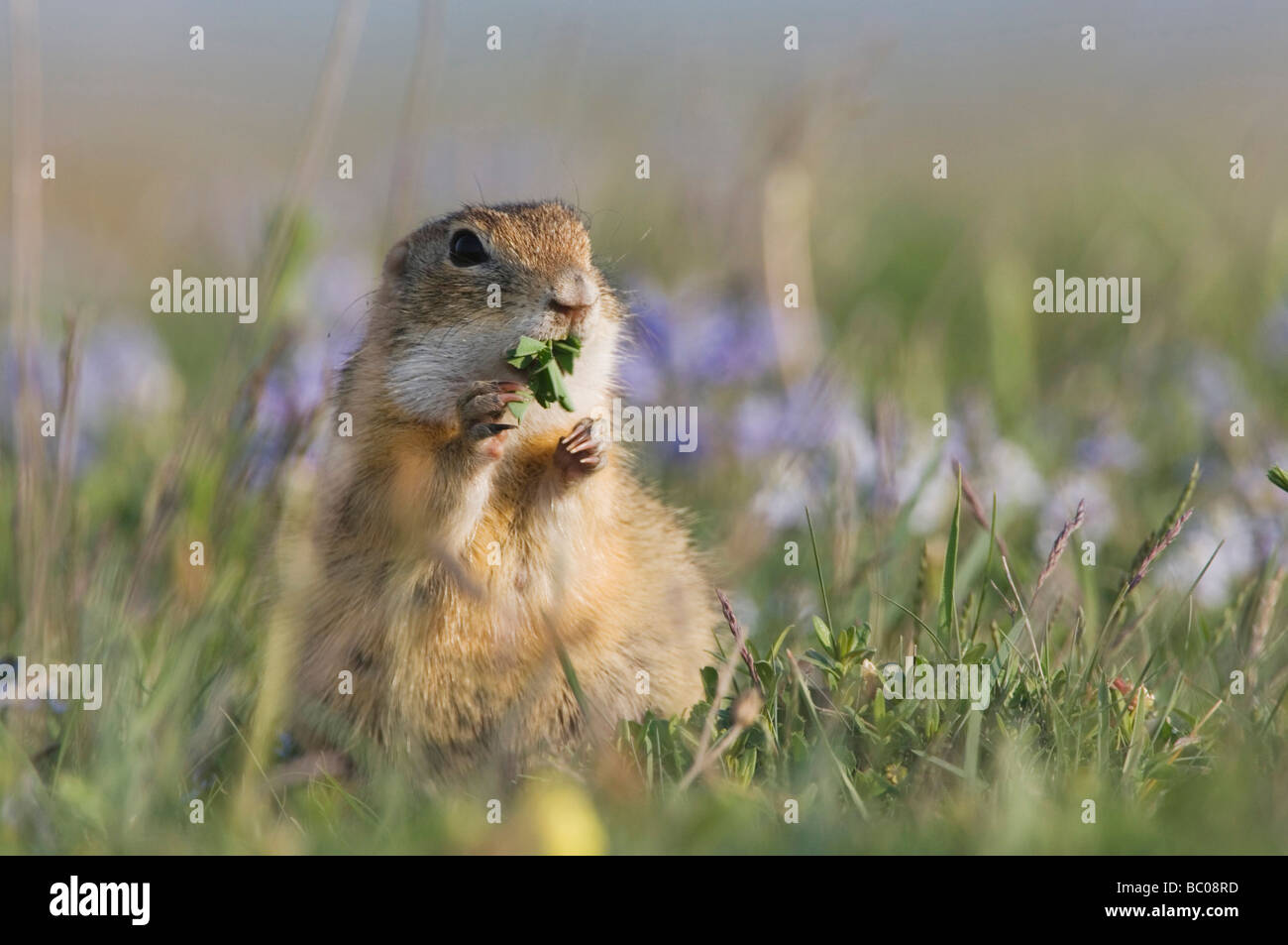 European Suslik Spermophilus citellus adult National Park Lake Neusiedl ...