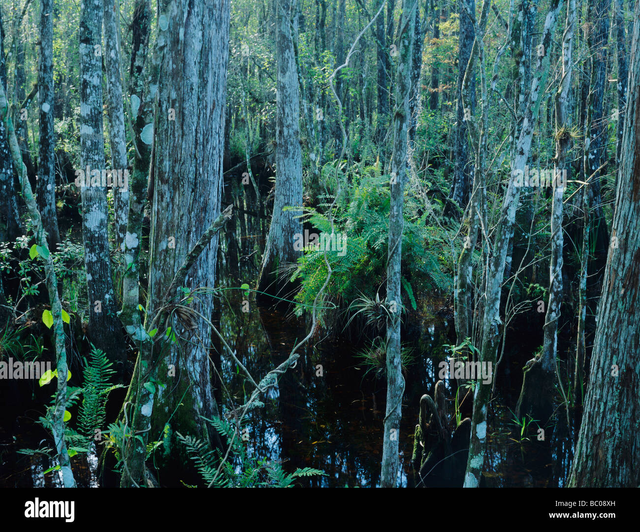 Swamp with Cypress trees and ferns Six Mile Cypress Slough Preserve ...
