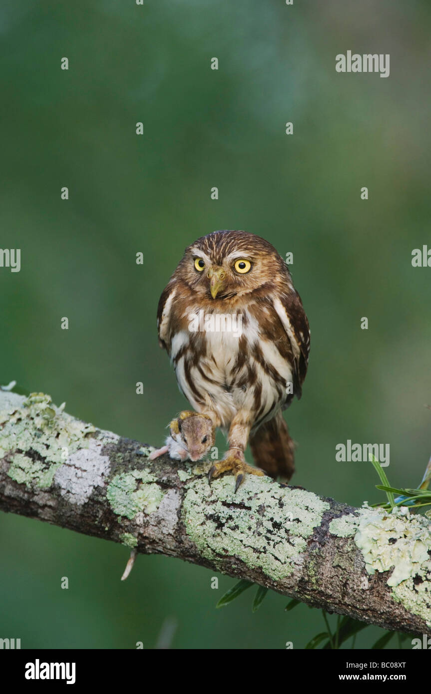Ferruginous pygmy owls and texas hi-res stock photography and images ...