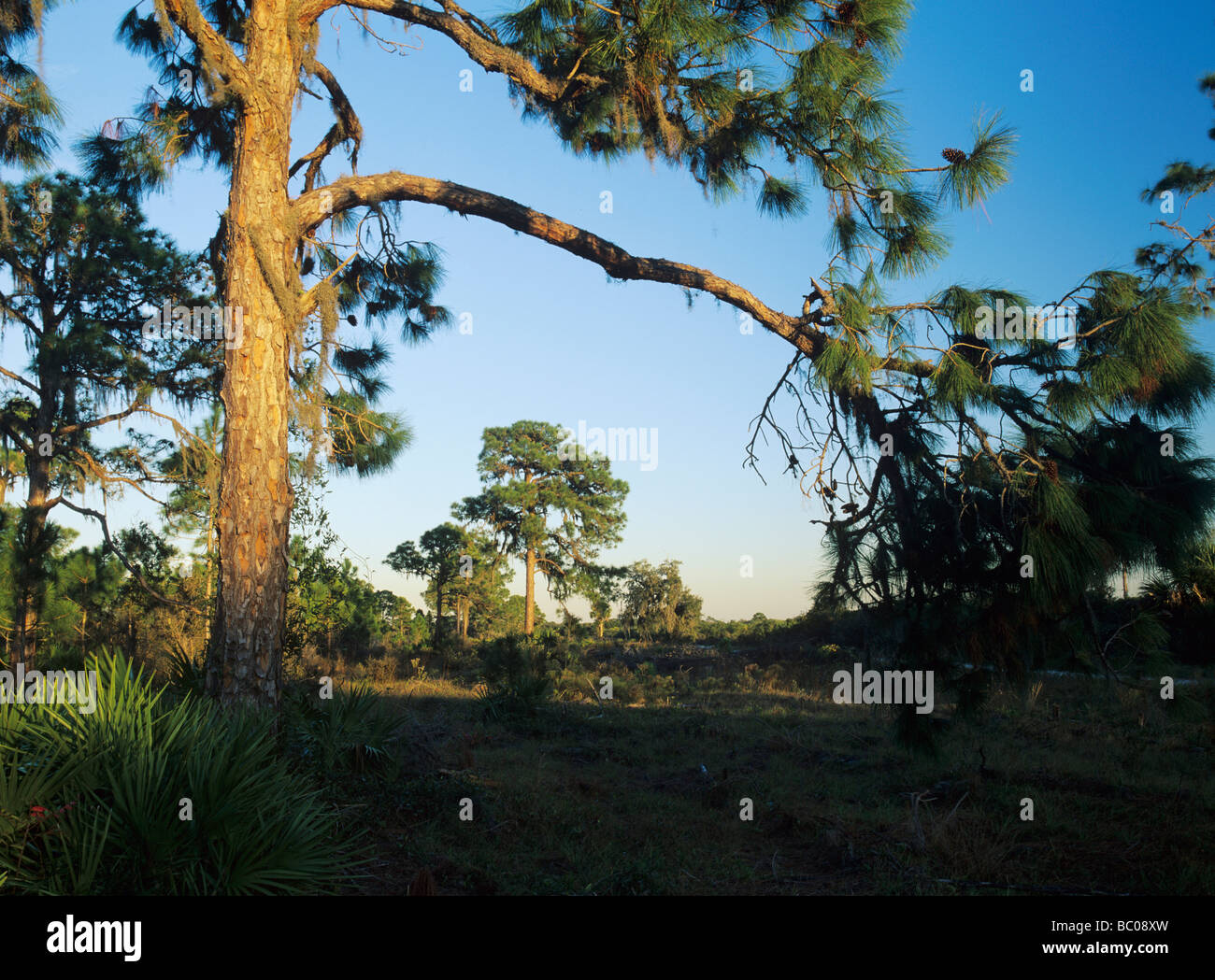 Pine trees at sunset Oscar Scherer State Park Florida December 1998 ...