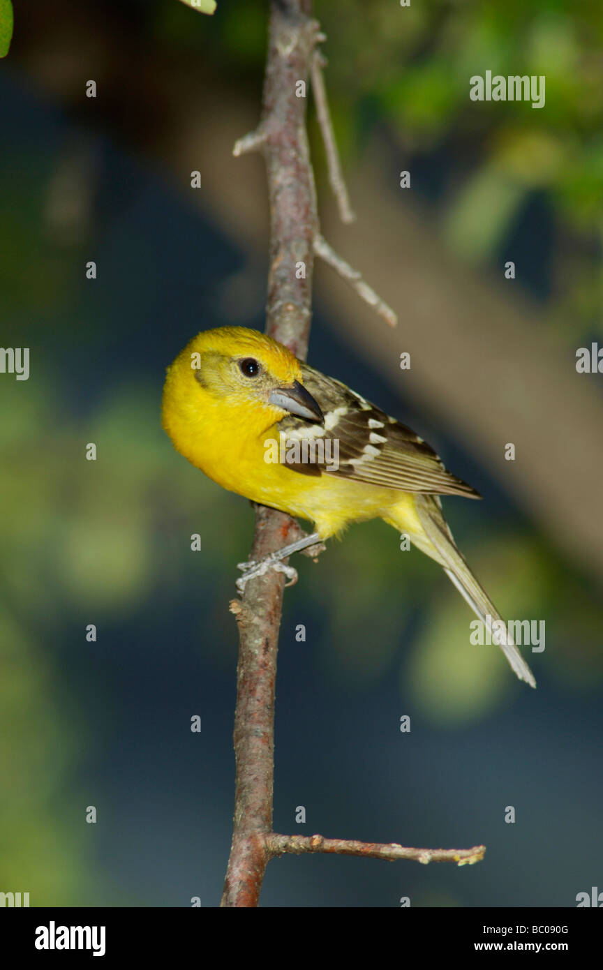 Flame colored Tanager Piranga bidentata female Madera Canyon Arizona ...
