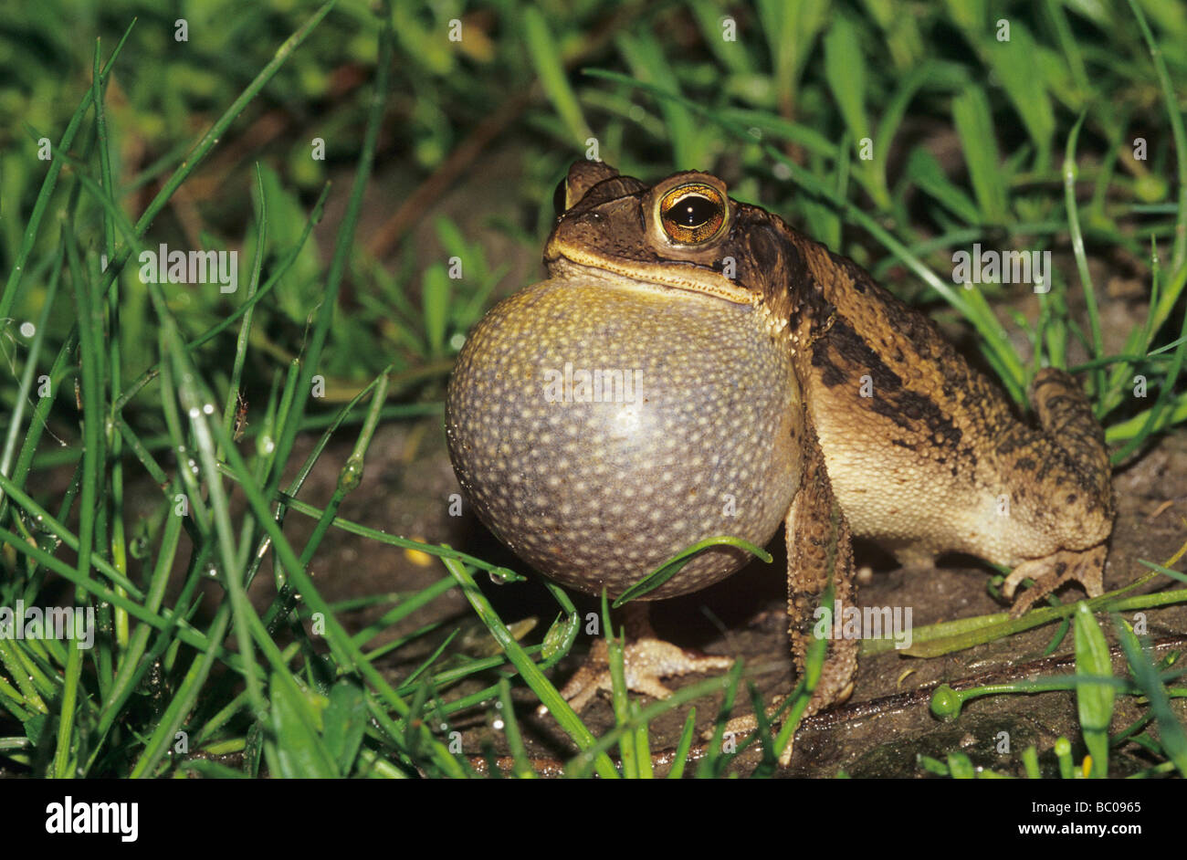 Gulf Coast Toad Bufo valliceps male calling at night Willacy County Rio ...