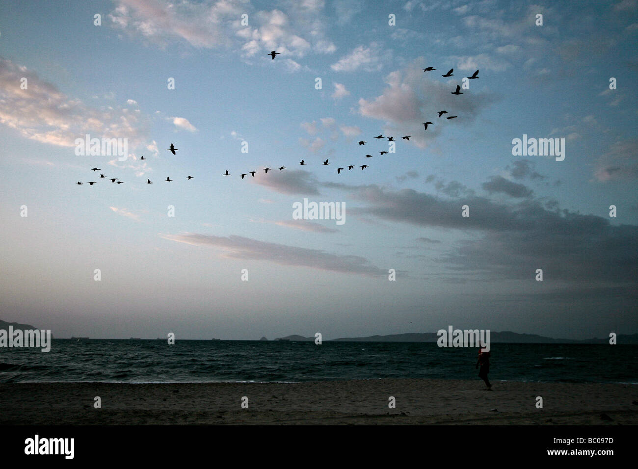 Images of sea birds hi-res stock photography and images - Alamy