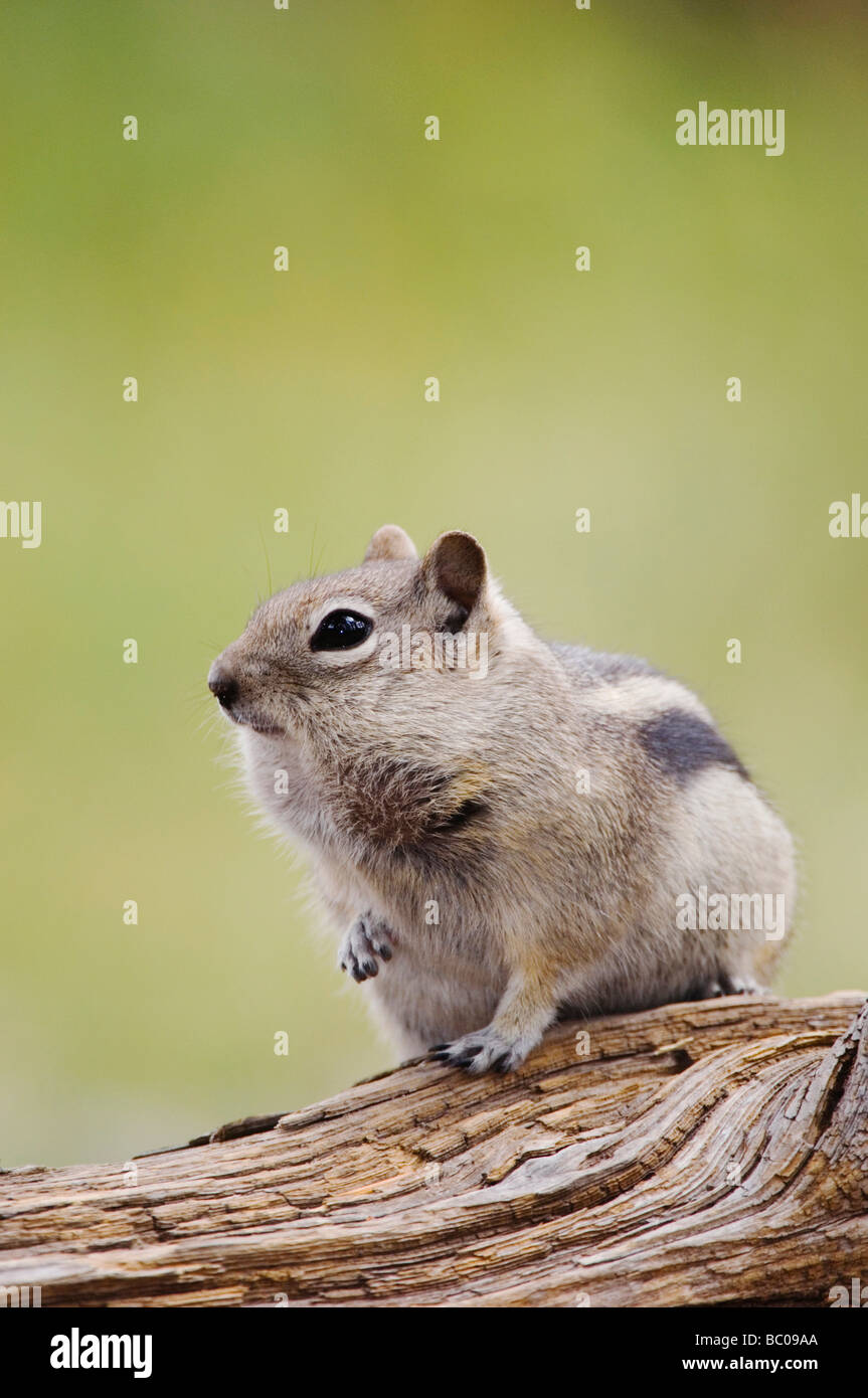 Cheek pouches hi-res stock photography and images - Alamy