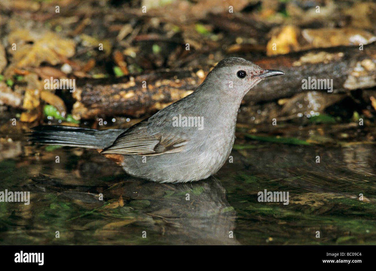 Female catbird hi-res stock photography and images - Alamy