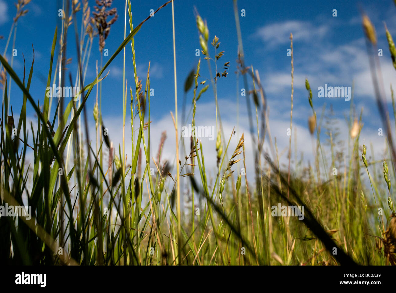 Grasses field hi-res stock photography and images - Alamy