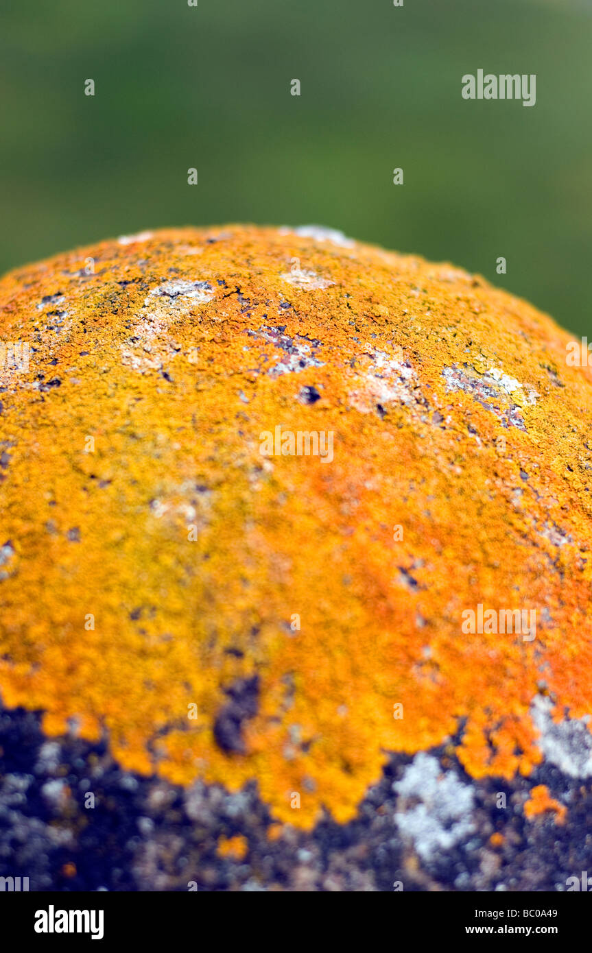 Orange Algae, On Post at Osborne House, East Cowes, Isle of Wight ...