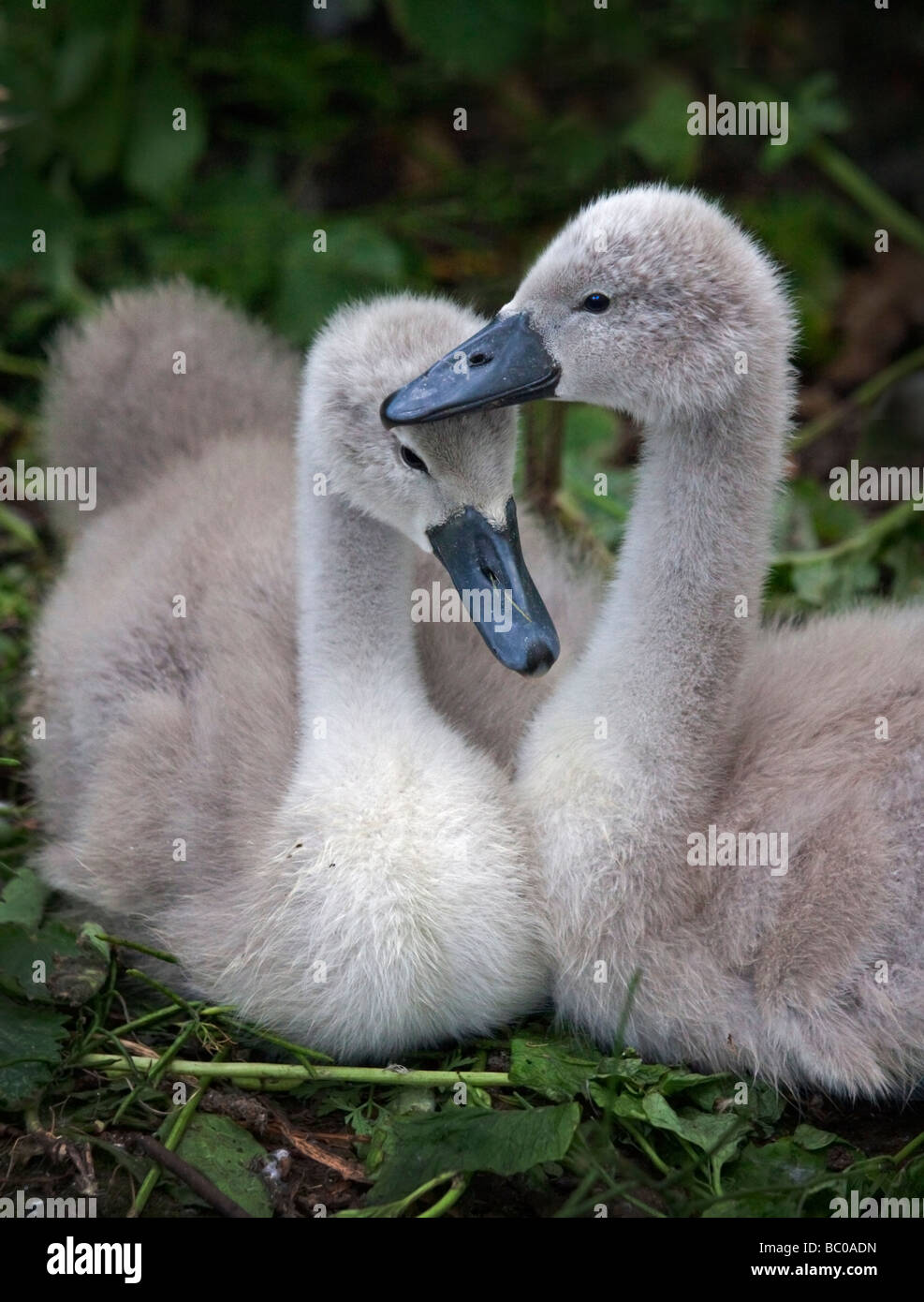 Baby mute swans hi-res stock photography and images - Alamy