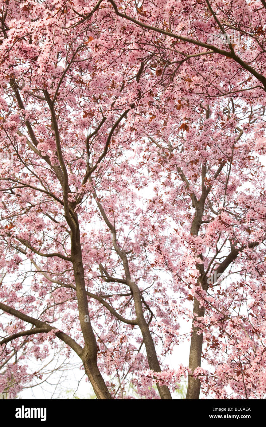 Blossom in Spring Stock Photo - Alamy