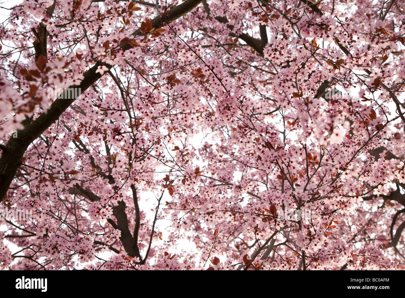 Blossom in Spring Stock Photo - Alamy