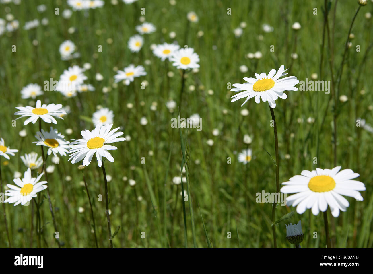 Daisy Flower Close Up Stock Photo - Alamy