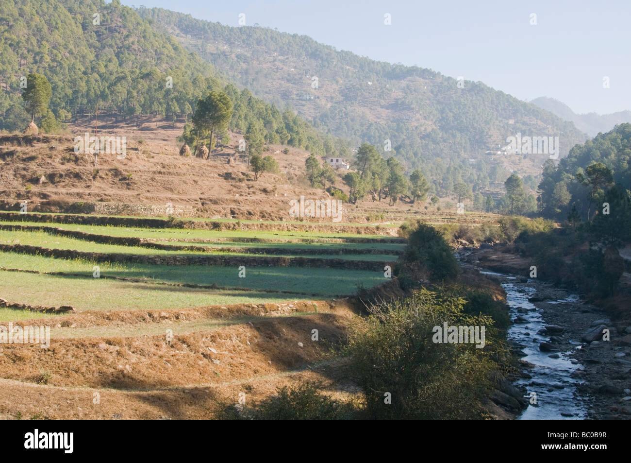 Rural India, Lower Himalayas,Kumaon Villagers, Ancient Terraces ...