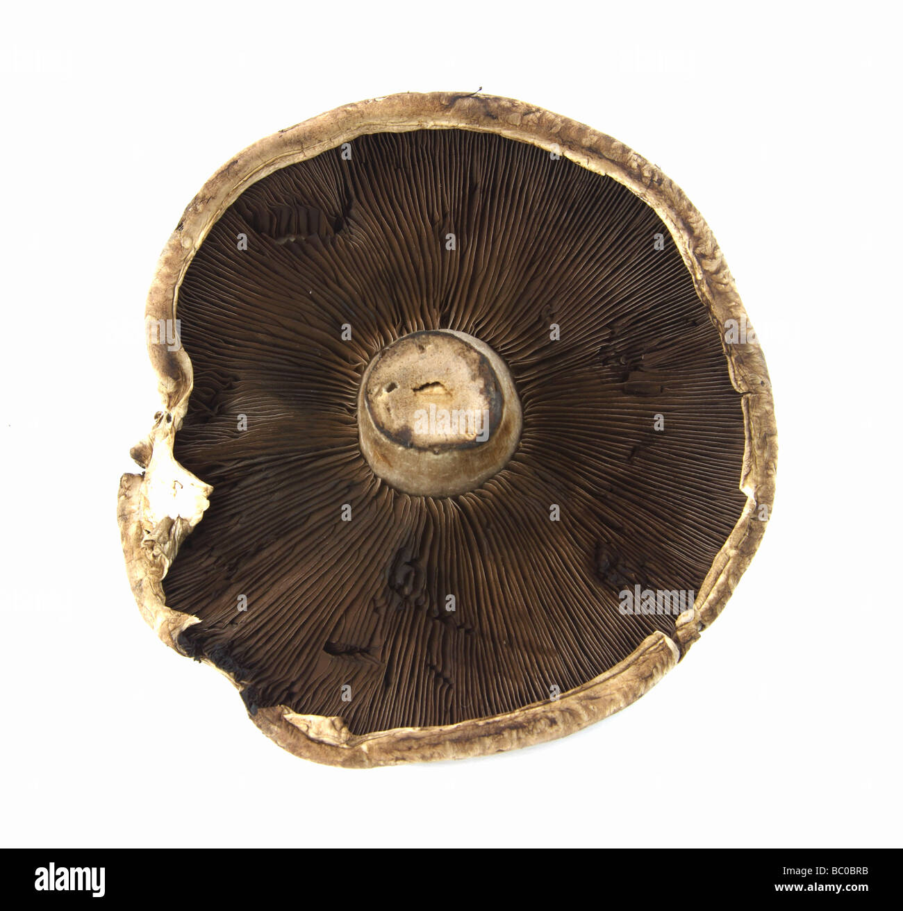 Underside of mushroom Cut Out Stock Images & Pictures - Alamy