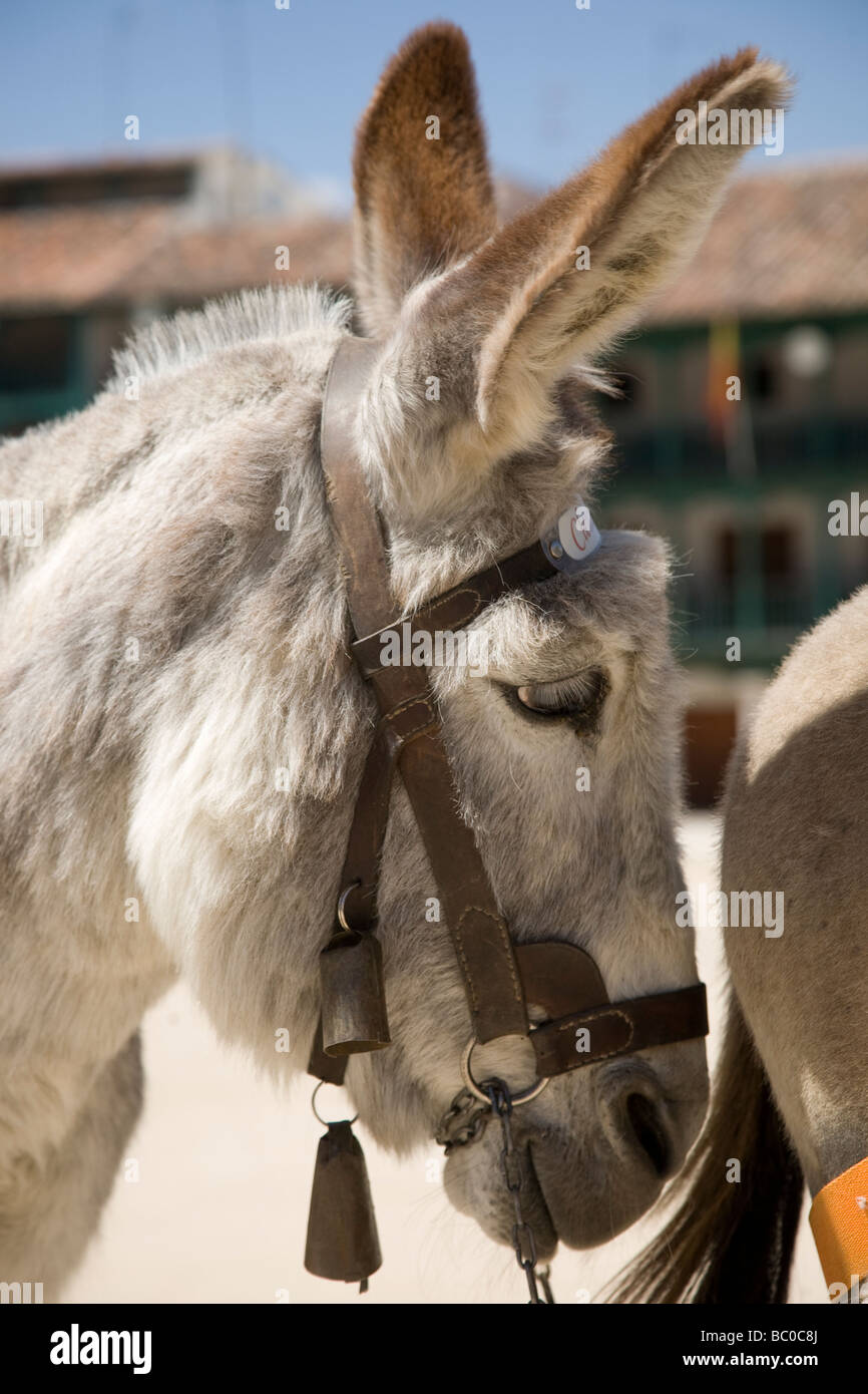 Donkey square hi-res stock photography and images - Alamy