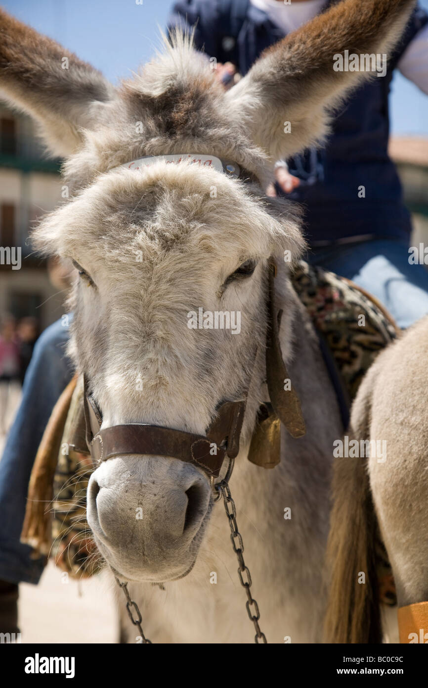 Donkey square hi-res stock photography and images - Alamy