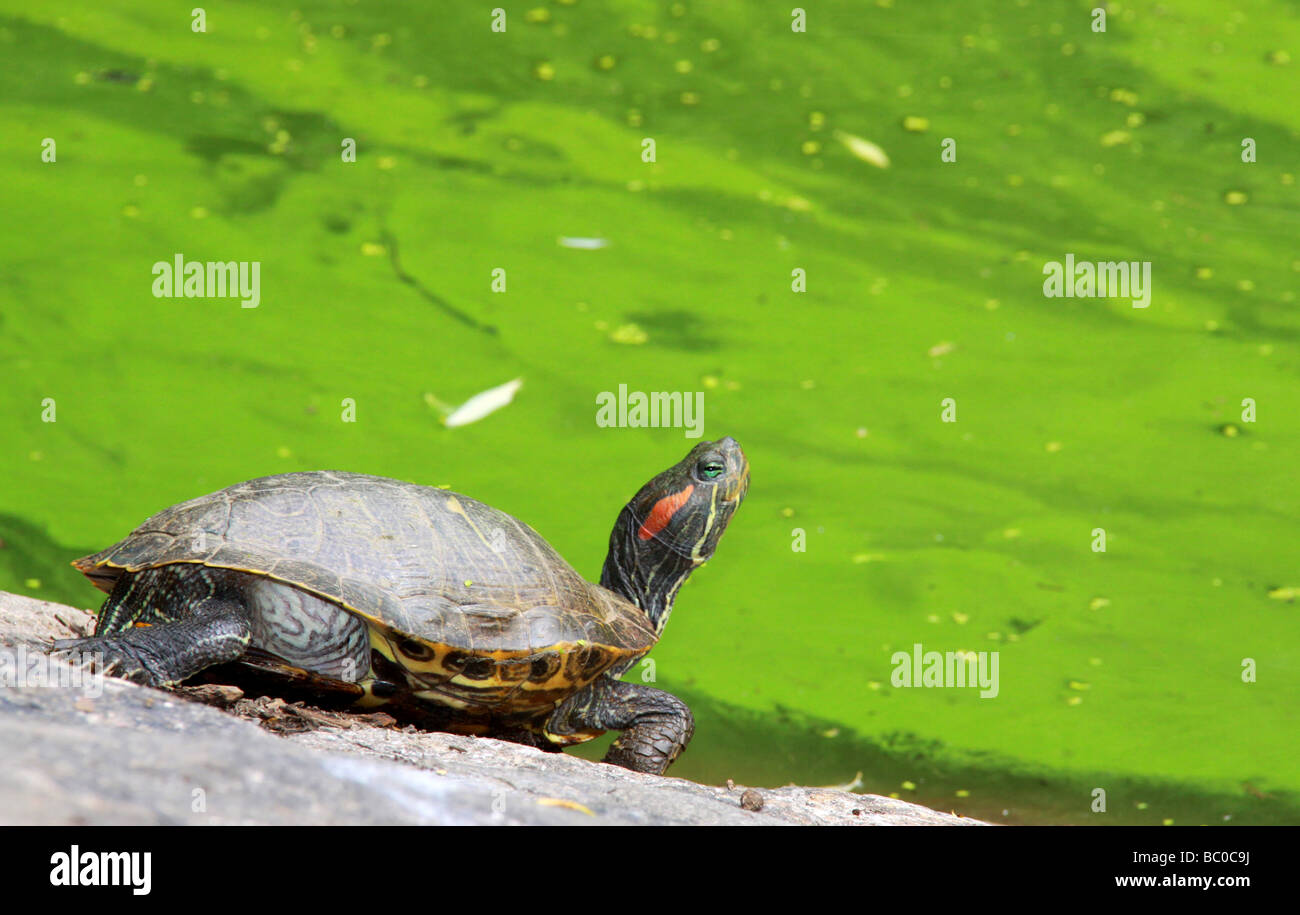 Zoom in stream water park hi-res stock photography and images - Alamy