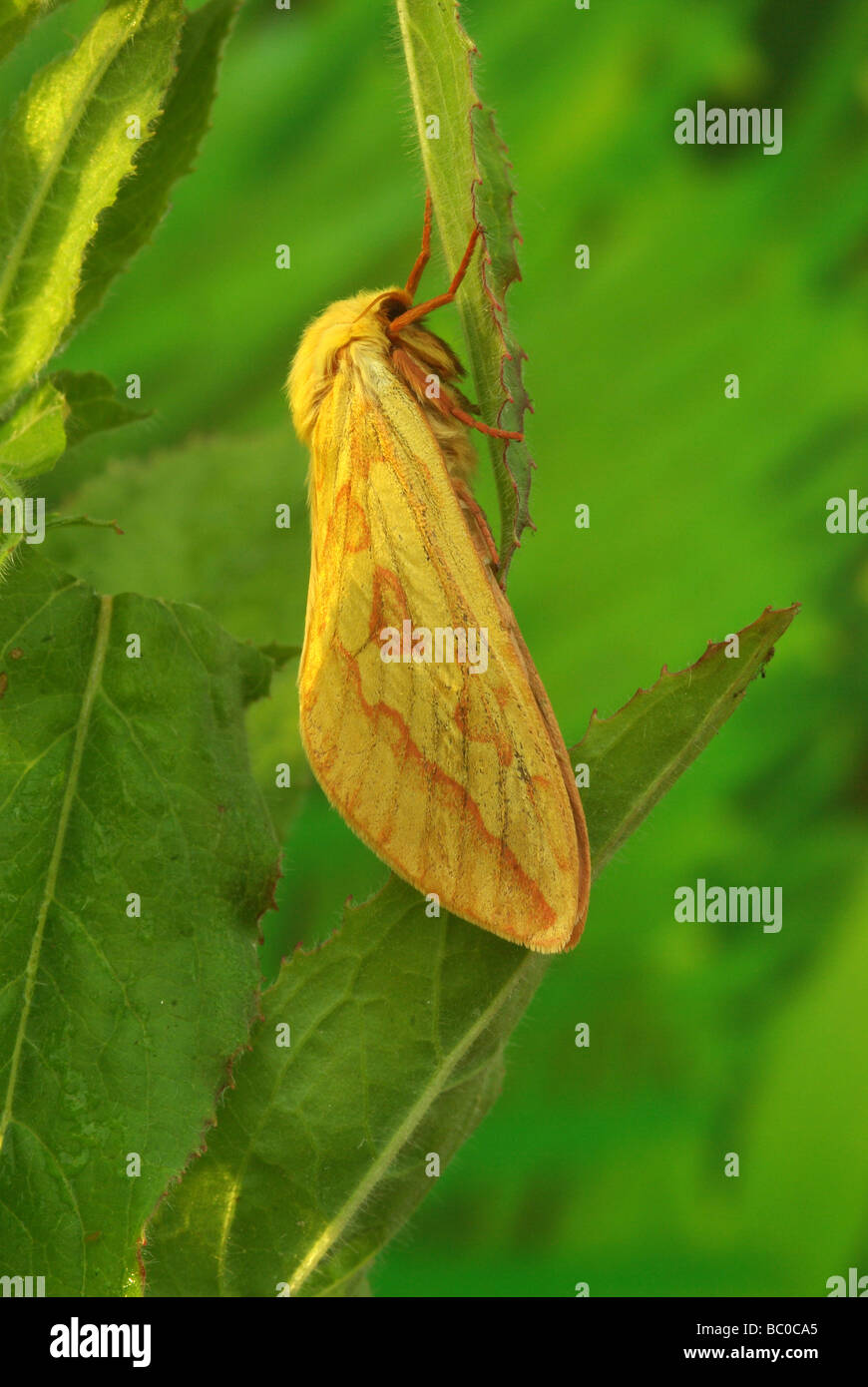 Ghost moth - Hepialus humuli humuli Stock Photo - Alamy