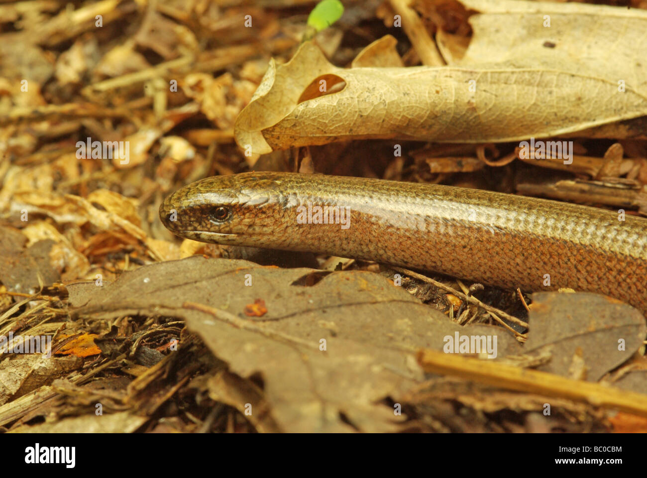 Fragila hi-res stock photography and images - Alamy