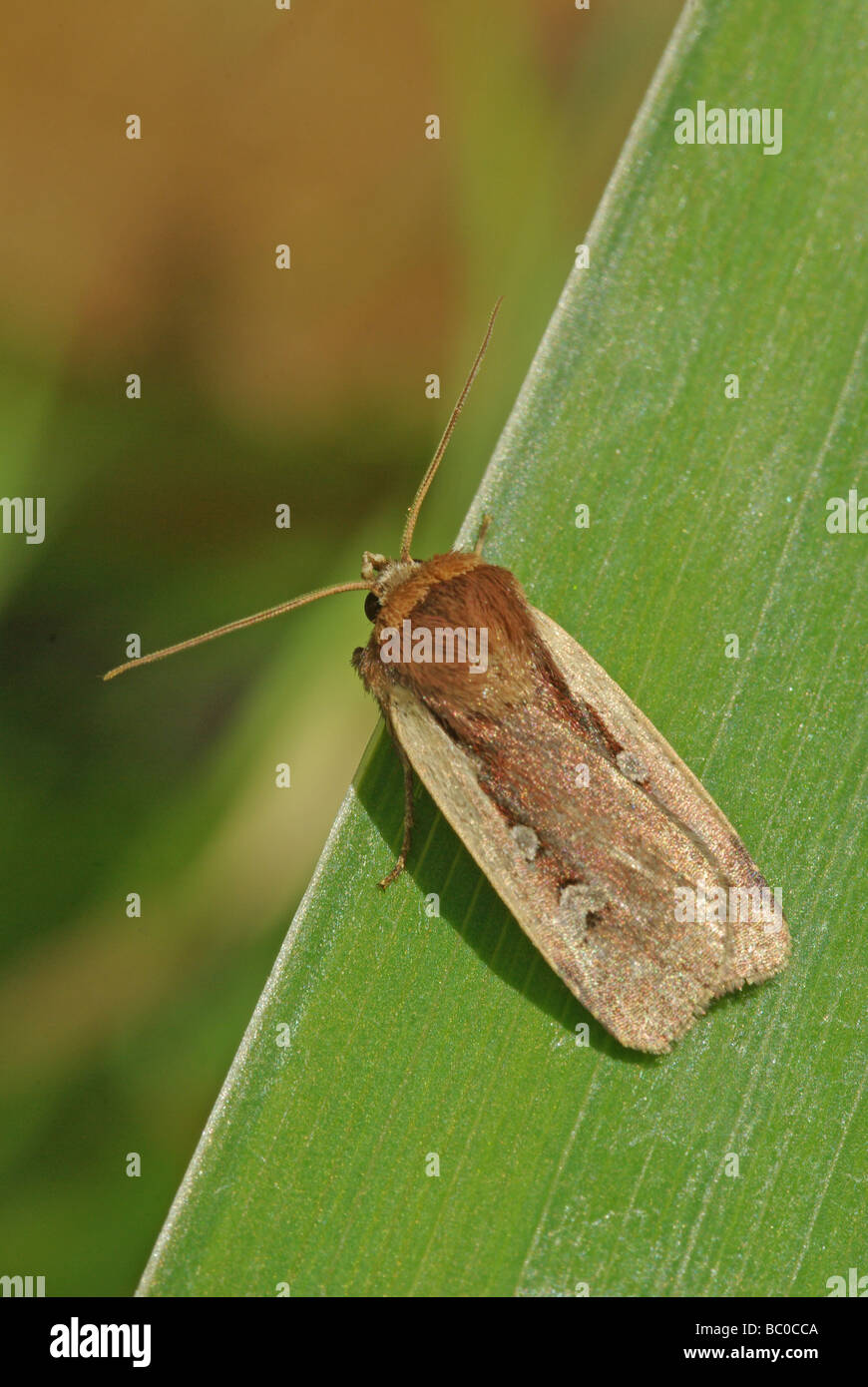 Red sword grass moth hi-res stock photography and images - Alamy