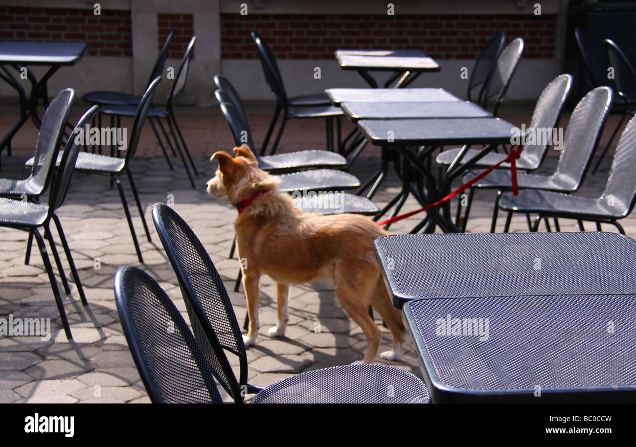 Dog waiting hi-res stock photography and images - Alamy