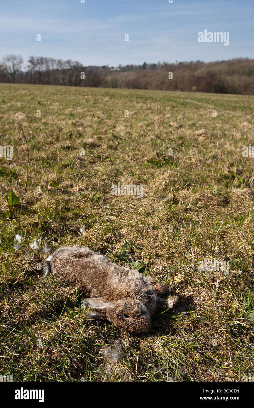 Dead rabbit hi-res stock photography and images - Alamy