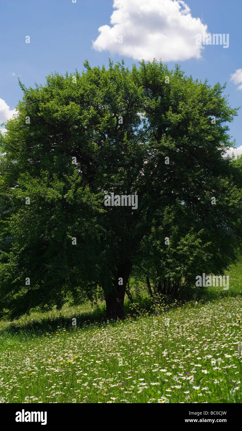 Stand alone tree Stock Photo - Alamy