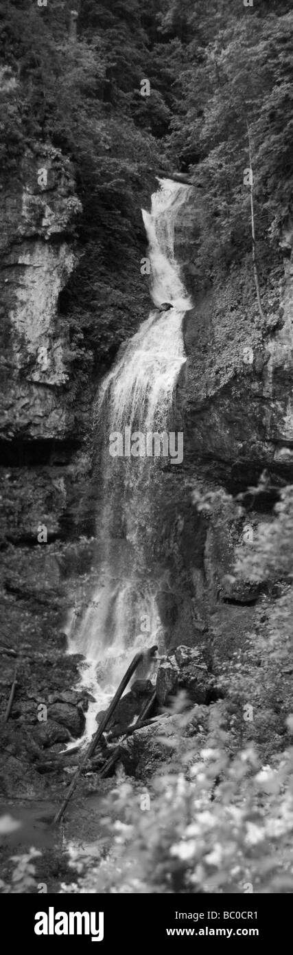 Summer forest scene in Black and White Stock Photos & Images - Alamy