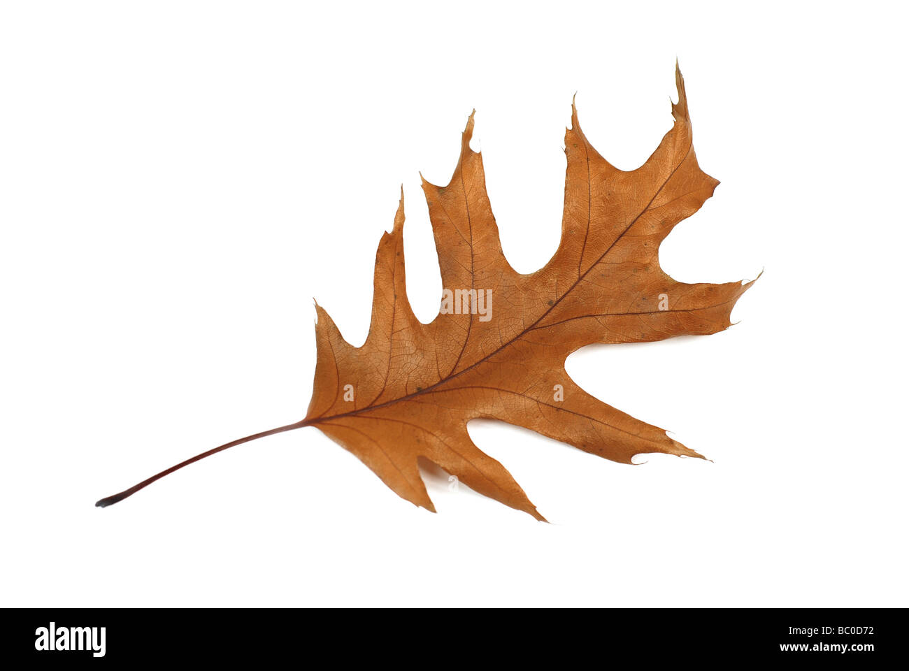 Single oak leaf hi-res stock photography and images - Alamy