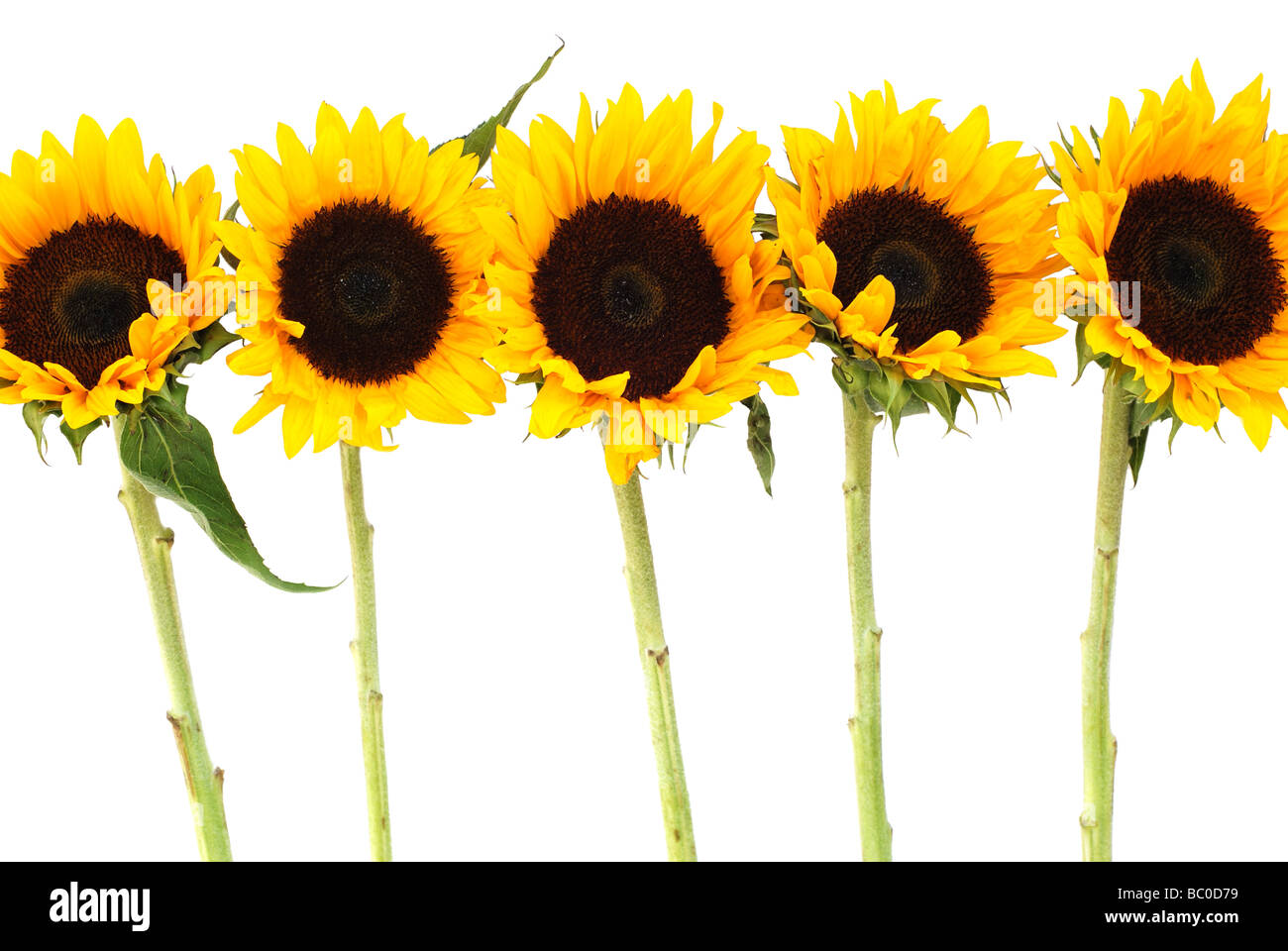 Sunflowers isolated on white Stock Photo - Alamy