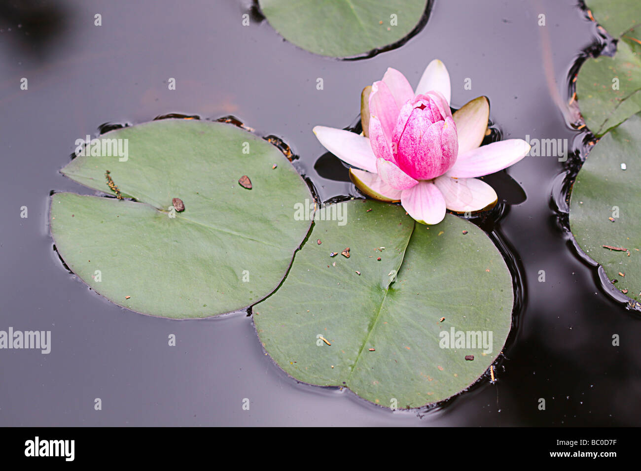 Water lily quiet hi-res stock photography and images - Alamy